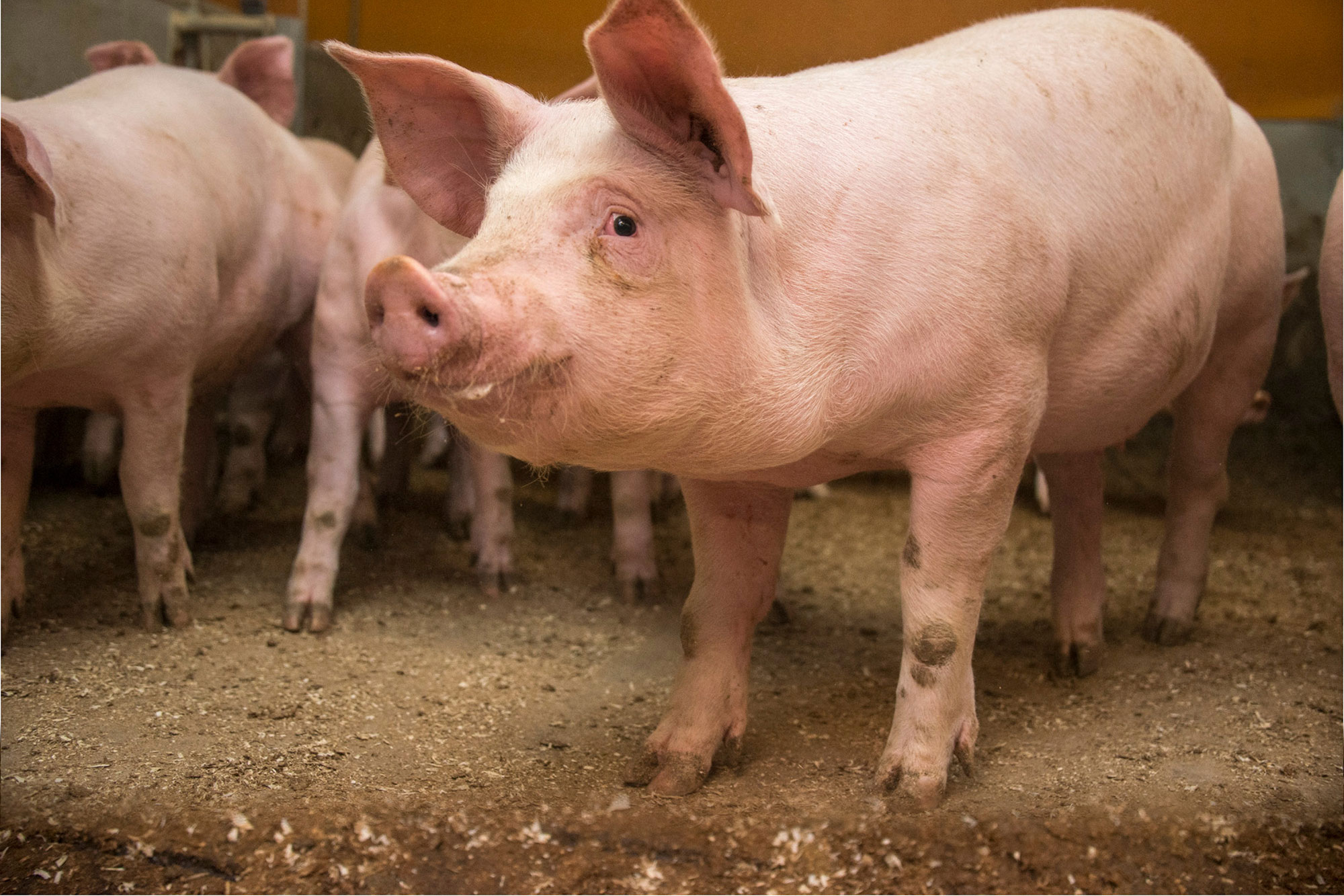 Breeding Program • Figen - Genetics from Finland • osa Snellman-konsernia