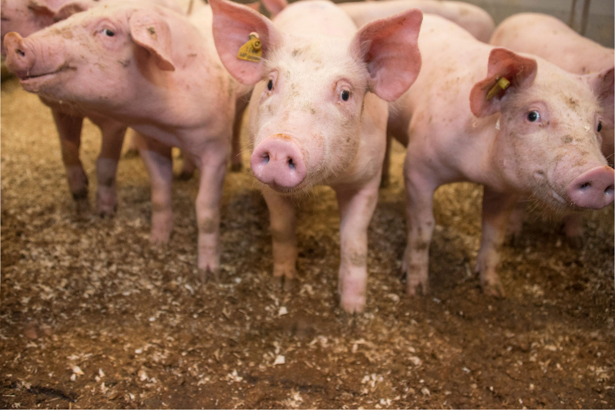 Figen Nucleus Farms • Figen - Genetics from Finland • osa Snellman ...