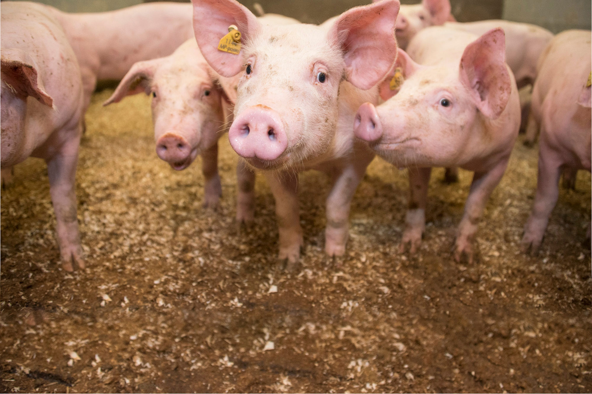 Genetics • Figen - Genetics from Finland • osa Snellman-konsernia