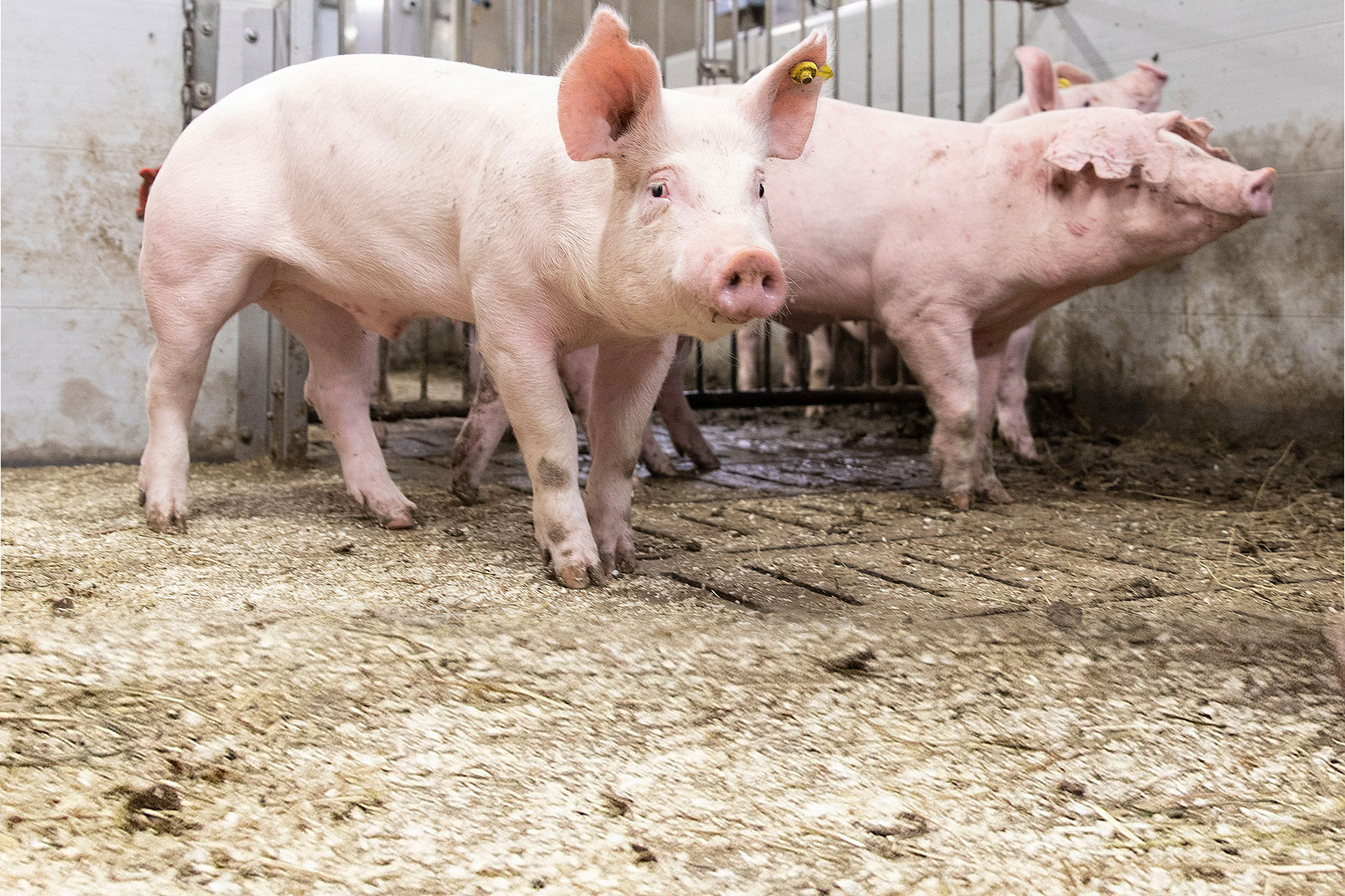 Why Figen? • Figen - Genetics from Finland • osa Snellman-konsernia