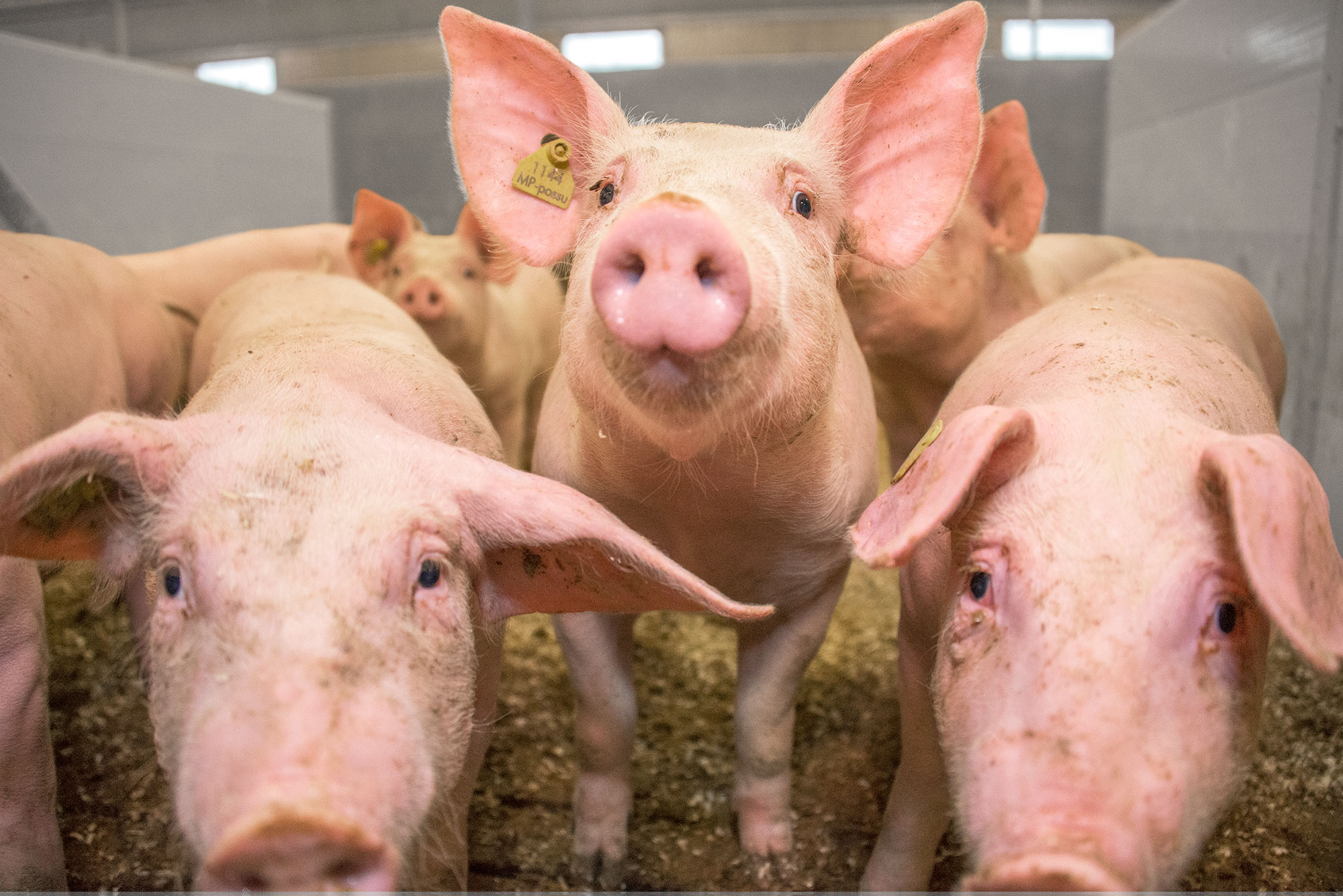 Figen Genetics - Sika-aines Suomesta • Figen - Sika-aines Suomesta ...